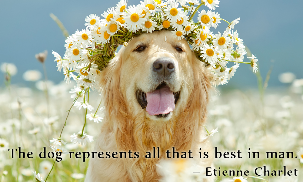 Famous Dog Quotes Which Will Make You Fall In Love With Your Pet, All ...