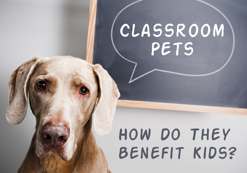 Classroom Pets How Do They Benefit Kids 