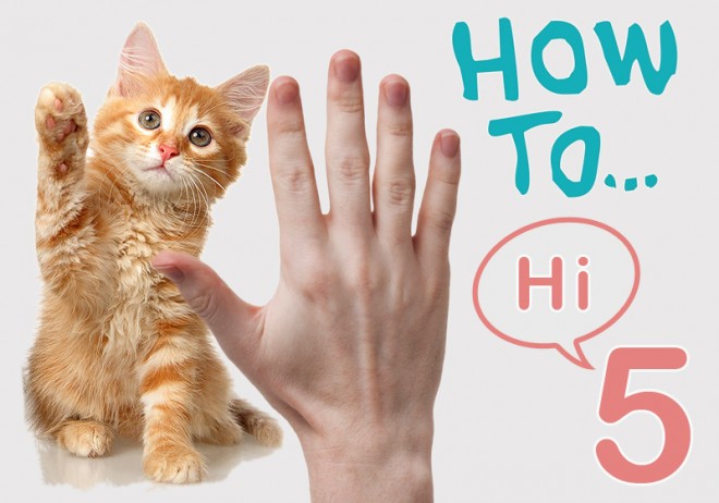 A Cool Trick To Teach Your Cats- How to High Five!