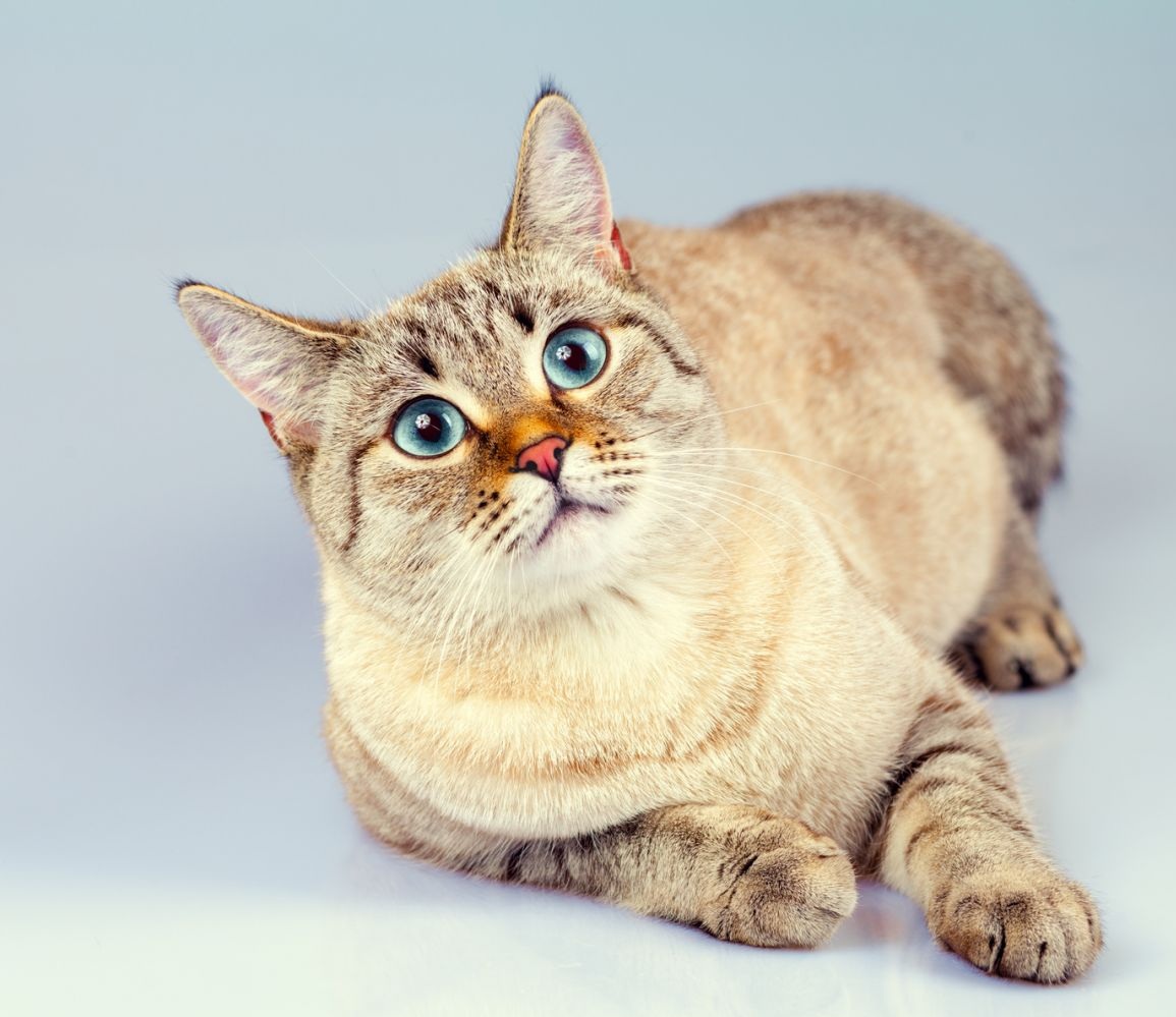10 Signs That Prove Your Cat Has Worms | BestVetCare