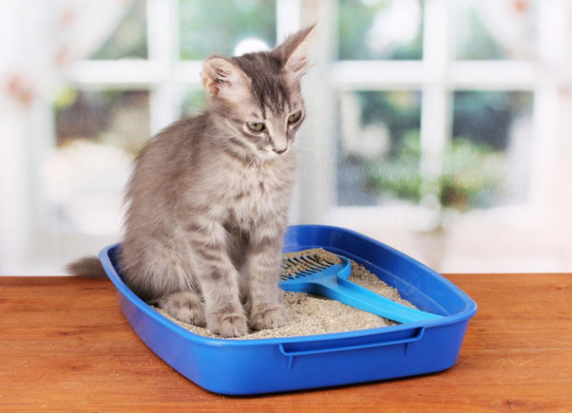 10 Signs That Prove Your Cat Has Worms | BestVetCare