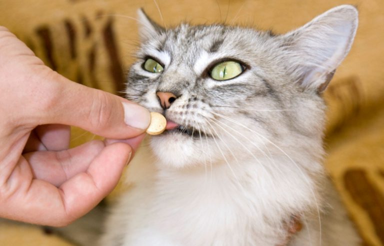 Well-Defined Guide For Administering Treatment To Your Cat