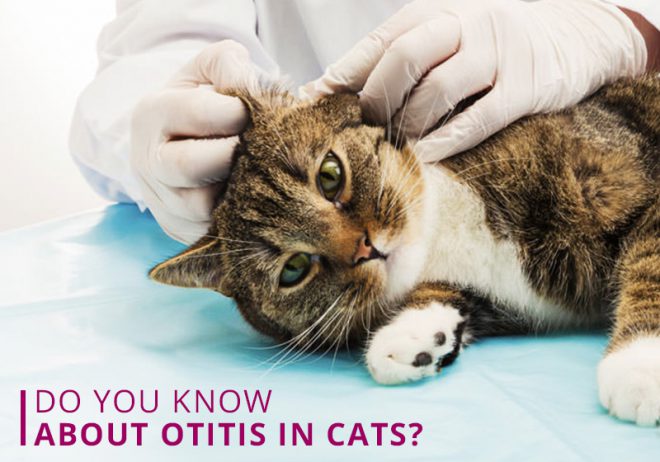 Do You Know About Otitis In Cats? - BestVetCare Blog – Everything You ...