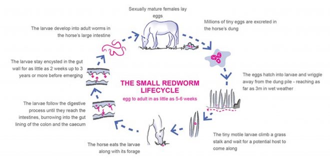 Redworms in Horses – A Brief Guide on Symptoms, Treatment & Control ...