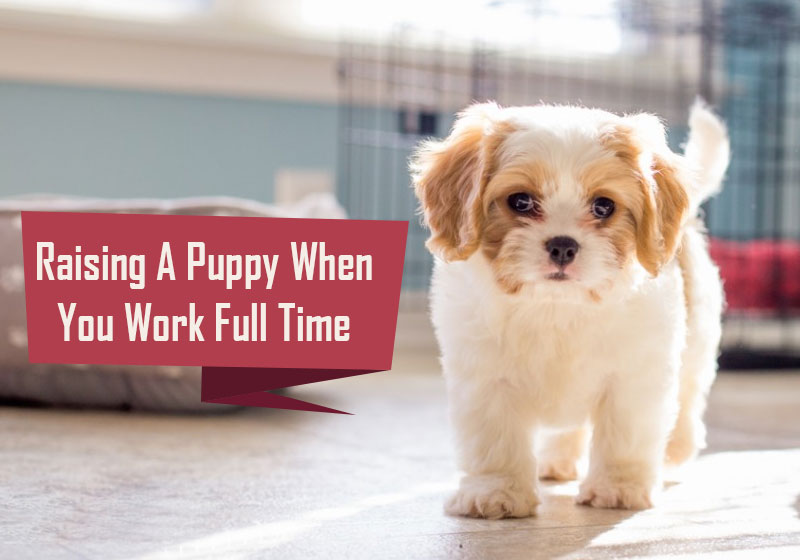 Raising A Puppy When You Work Full Time