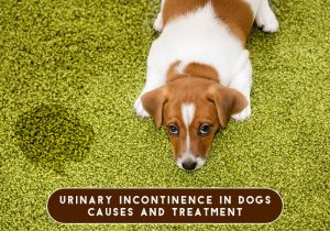 Urinary Incontinence in Dogs – Causes and Treatment - BestVetCare Blog ...