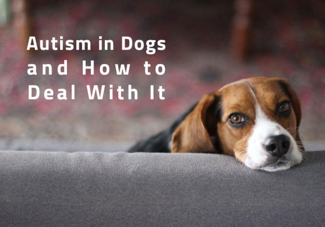 Autism in Dogs and How to Deal With It