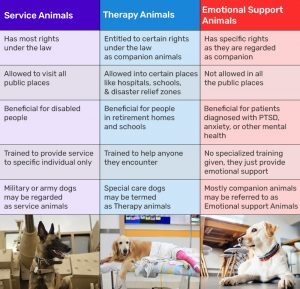 Emotional Support Animals – How They Are Changing Lives of American People