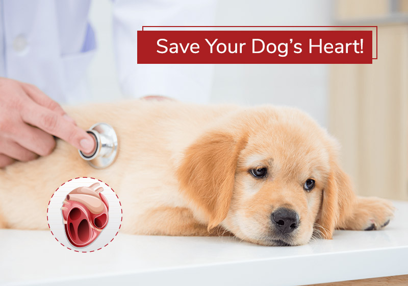 Save Your Dog’s Heart!