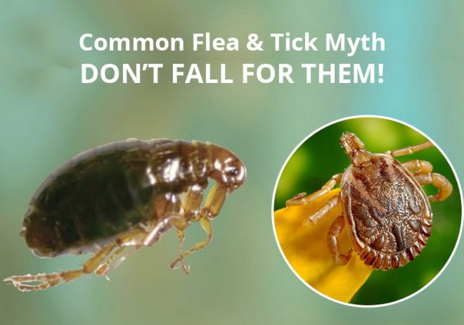 4 Common Flea And Tick Myths – DON’T FALL FOR THEM! - BestVetCare Blog ...