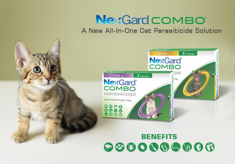 Nexgard Combo - A New All-In-One Cat Parasiticide Solution | BestVetCare