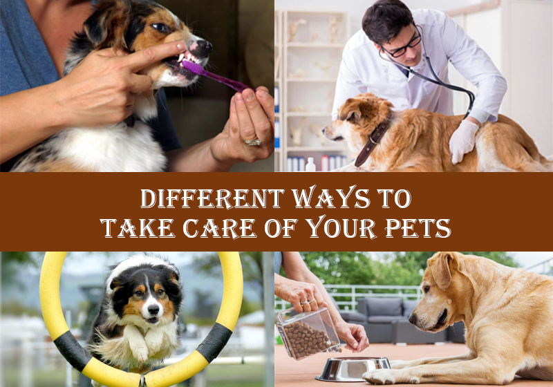 Various Ways You Can Show Your Care For Your Pets Various Ways You Can Show Your Care For Your Pets