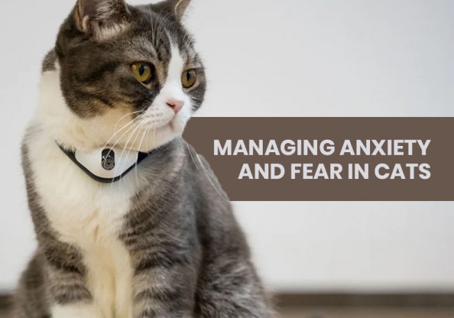Managing Anxiety and Fear in Cats