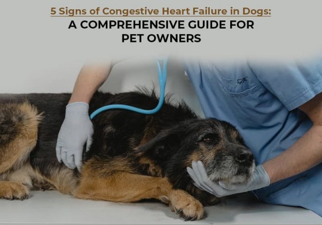 Congestive Heart Failure in Dogs: Guide for Pet Owners