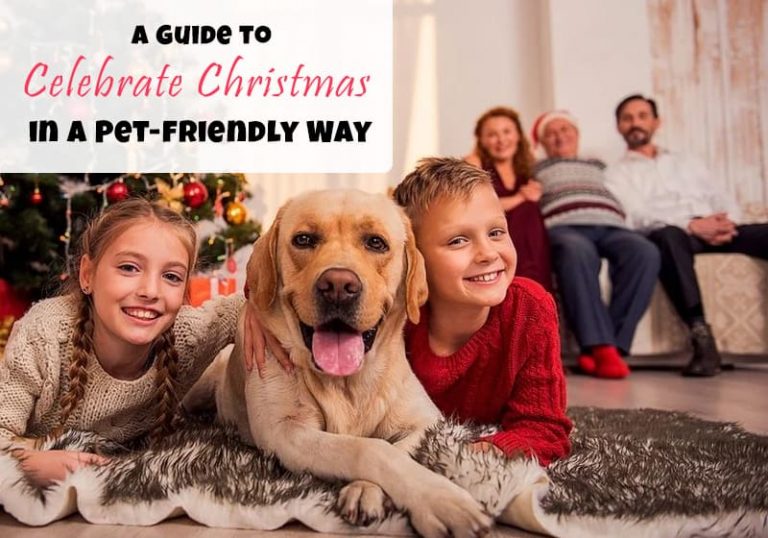 Guide to Celebrate Christmas in A Pet-friendly Way | BestVetCare
