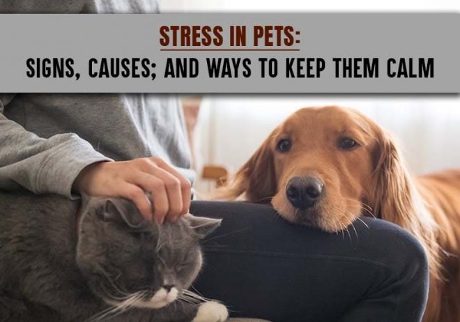 Stress in Pets: Signs, Causes; and Ways To Keep Them Calm