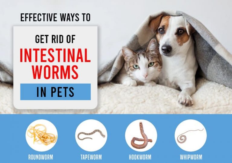 Effective Ways to Get Rid of Intestinal Worms in Pets | BestVetCare