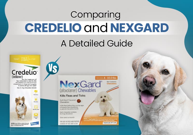 Comparing Credelio and Nexgard – A Detailed Guide